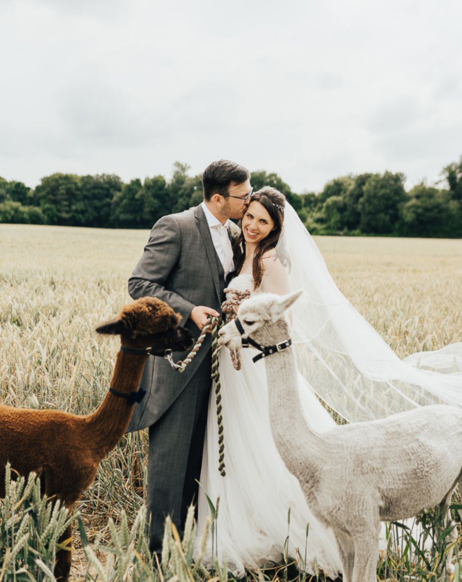 Alpaca Wedding Guests & Watters Bride Dress at Rustic Farm Wedding